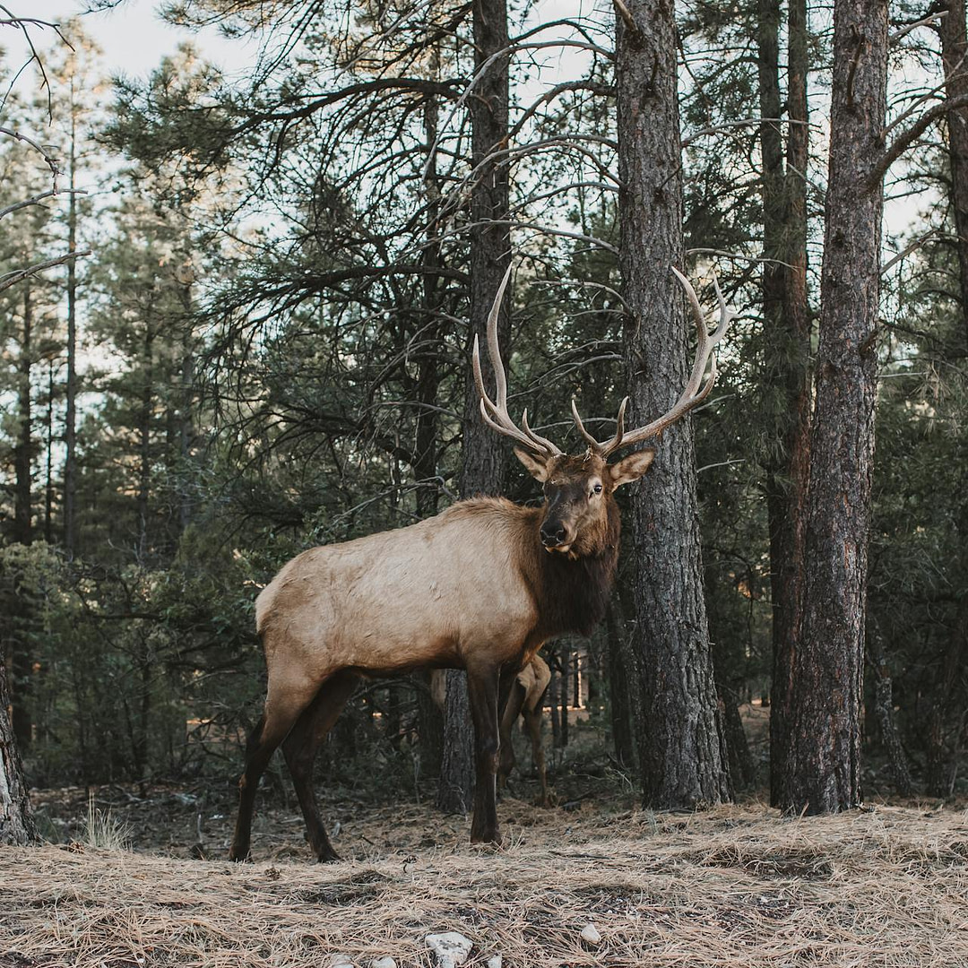 Elk Hunting: Washington's Premier Locations